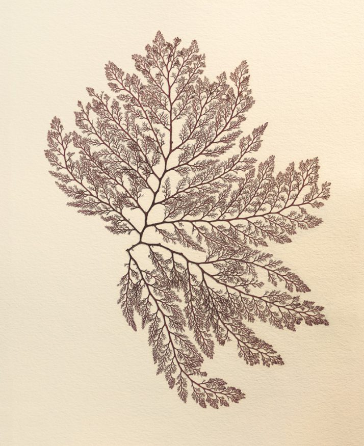 Pacific Marine Algae - West Marin Review